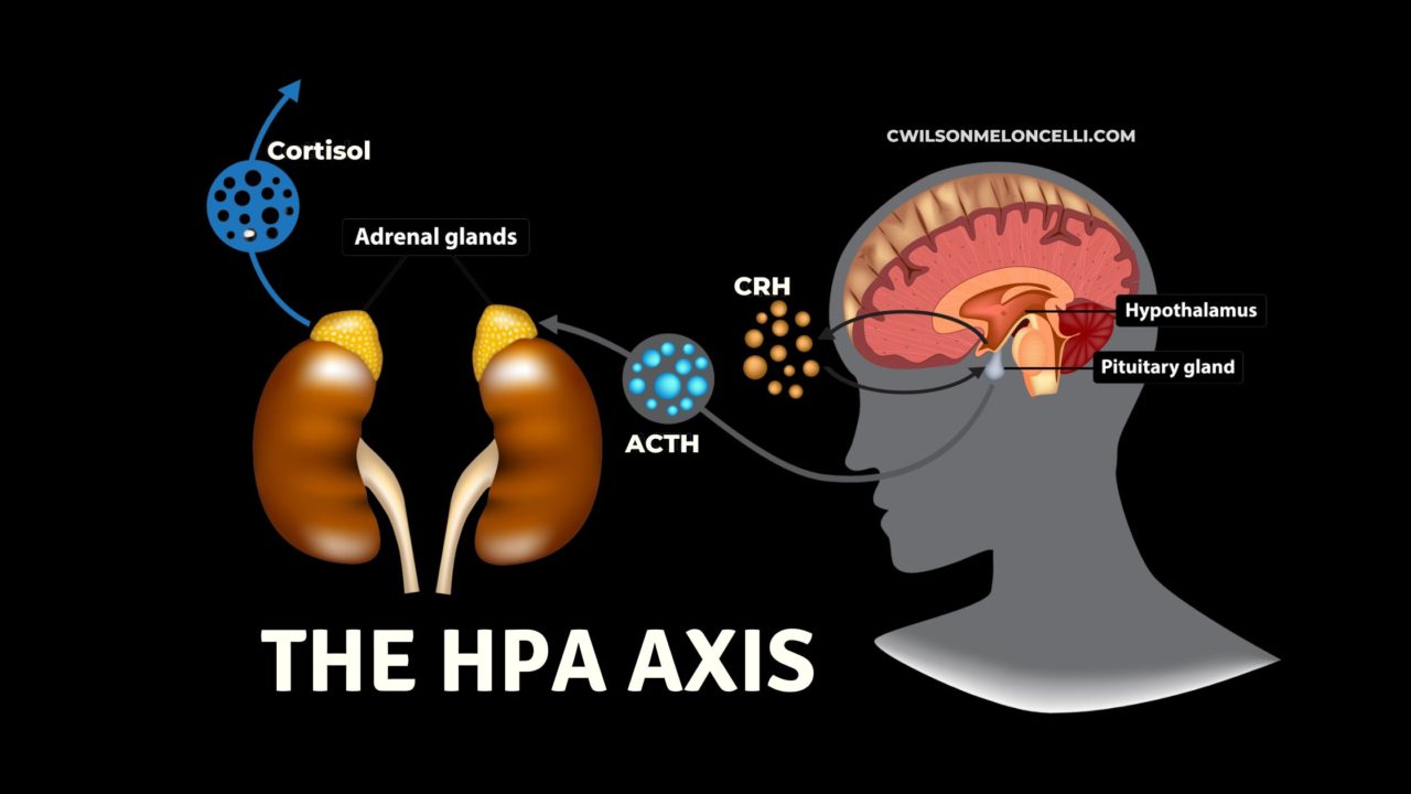 From Struggle to Flow | The Role of the HPA Axis
